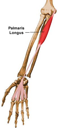 tendon-transfer-principles-hand-orthobullets